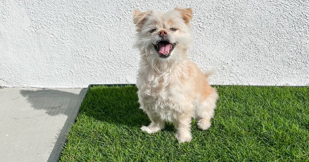 Blog - Natural Dog Potty: Real Grass Benefits | DoggieLawn