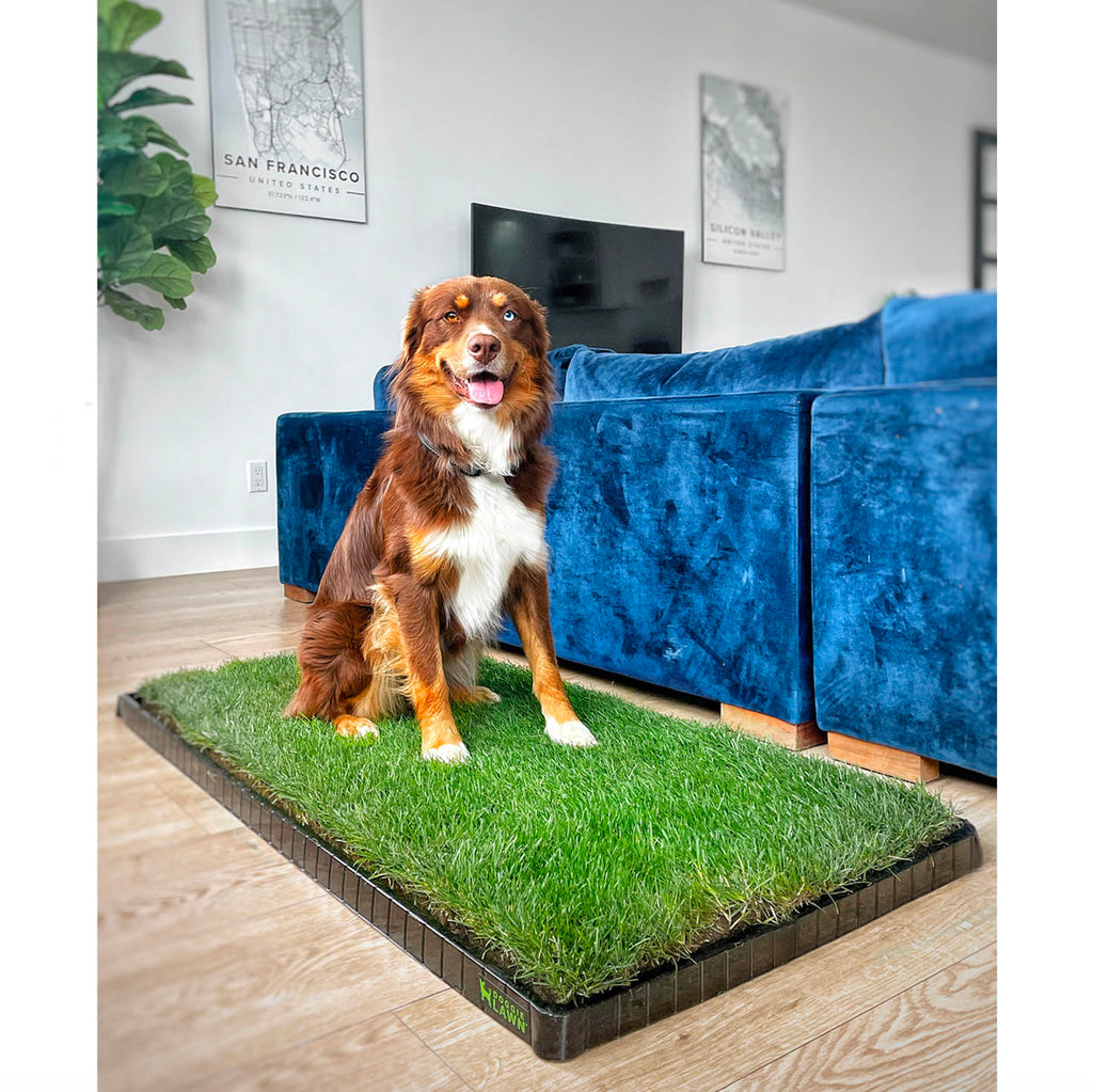 Dog Potty Grass & Tray for Sale | DoggieLawn